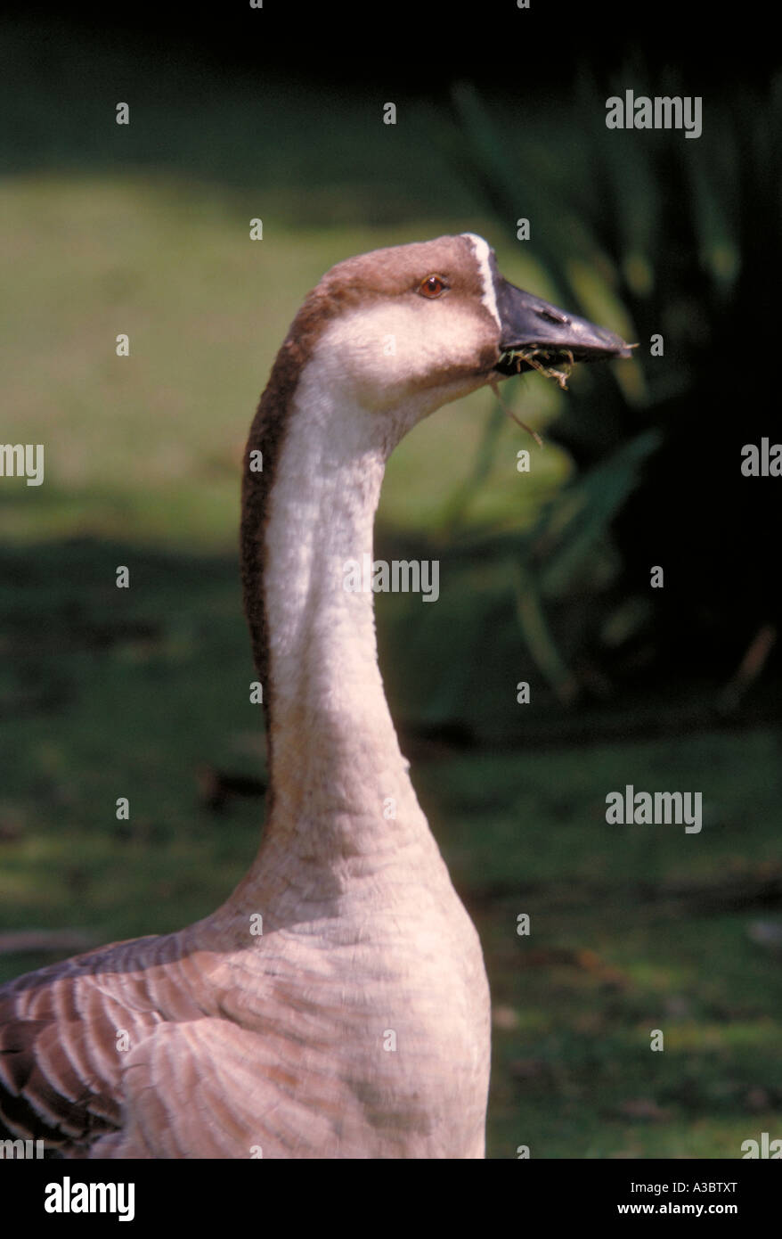 Swan Goose or Grey Chinese Goose, Anser cygnoides, (Domesticated Stock ...