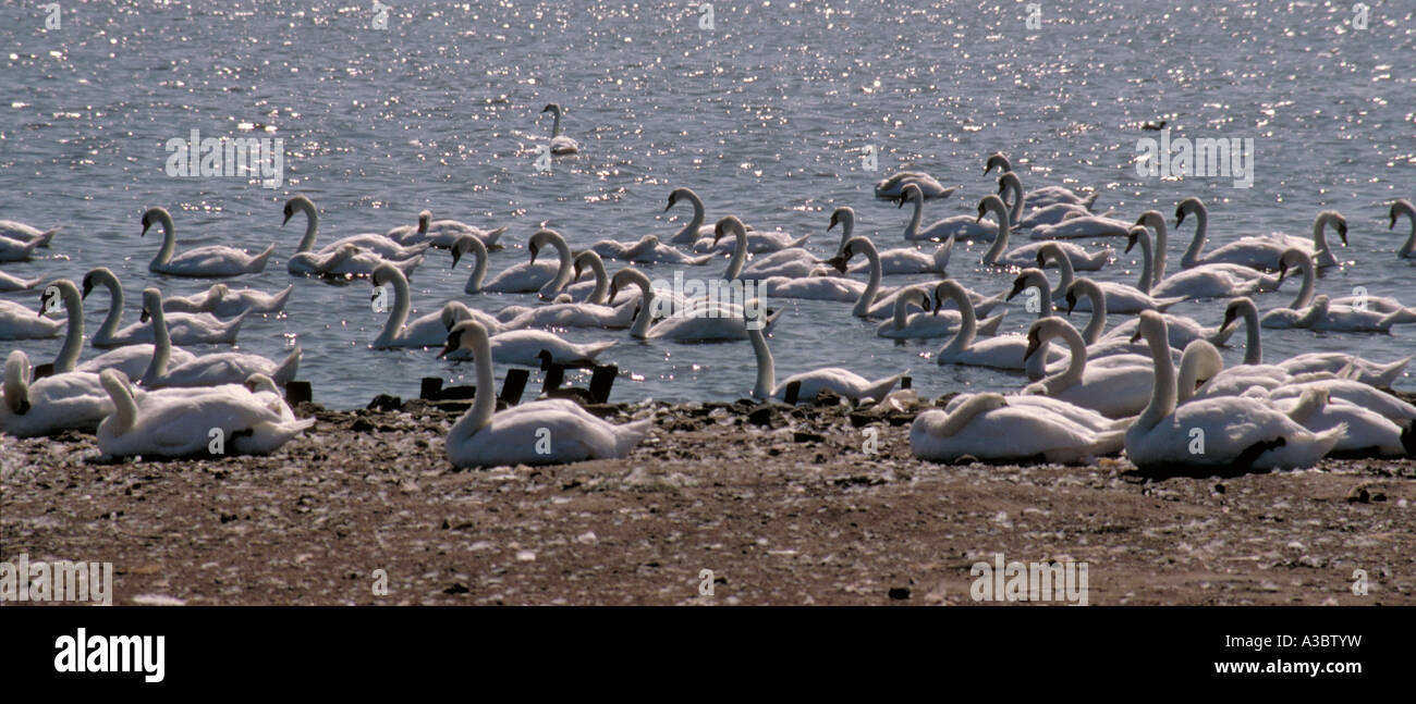 Flock of Mute Swans, Cygnus olor, Anatidae Stock Photo - Alamy