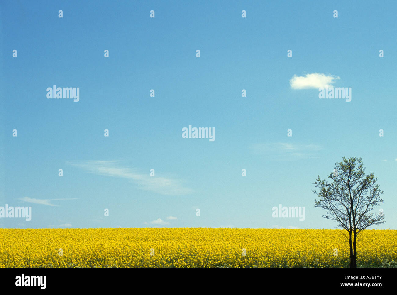 oil seed rape field, norfolk, england Stock Photo - Alamy