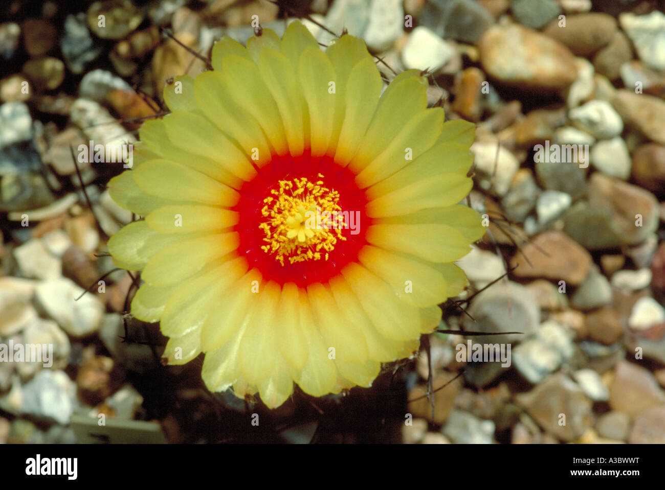 Goat's Horn Cactus, Astrophytum capricorne, Cactaceae. Northern Mexico ...