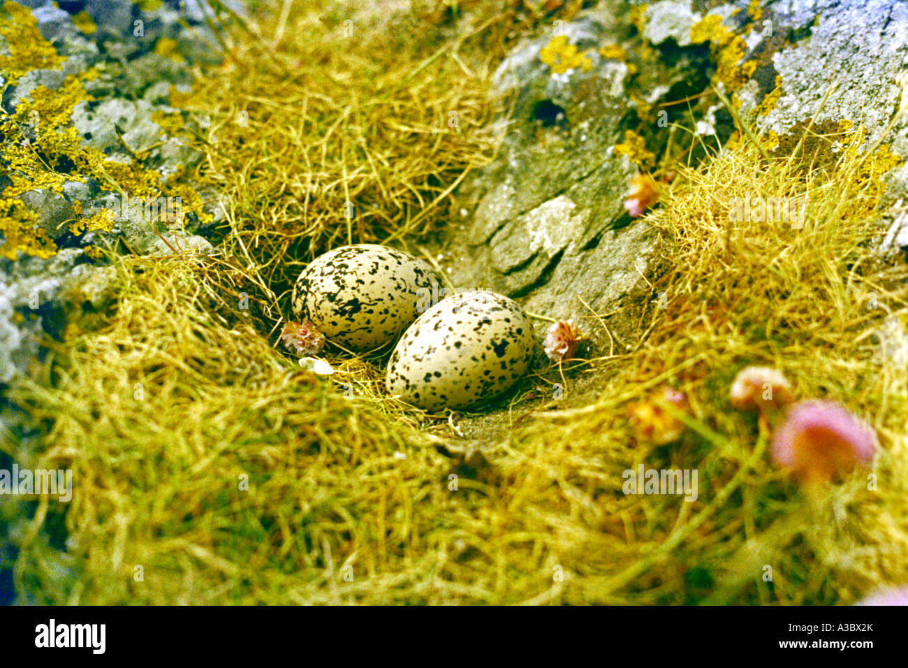 Nest and Eggs of the Common Tern, Sterna hirundo, Sternidae Stock Photo ...