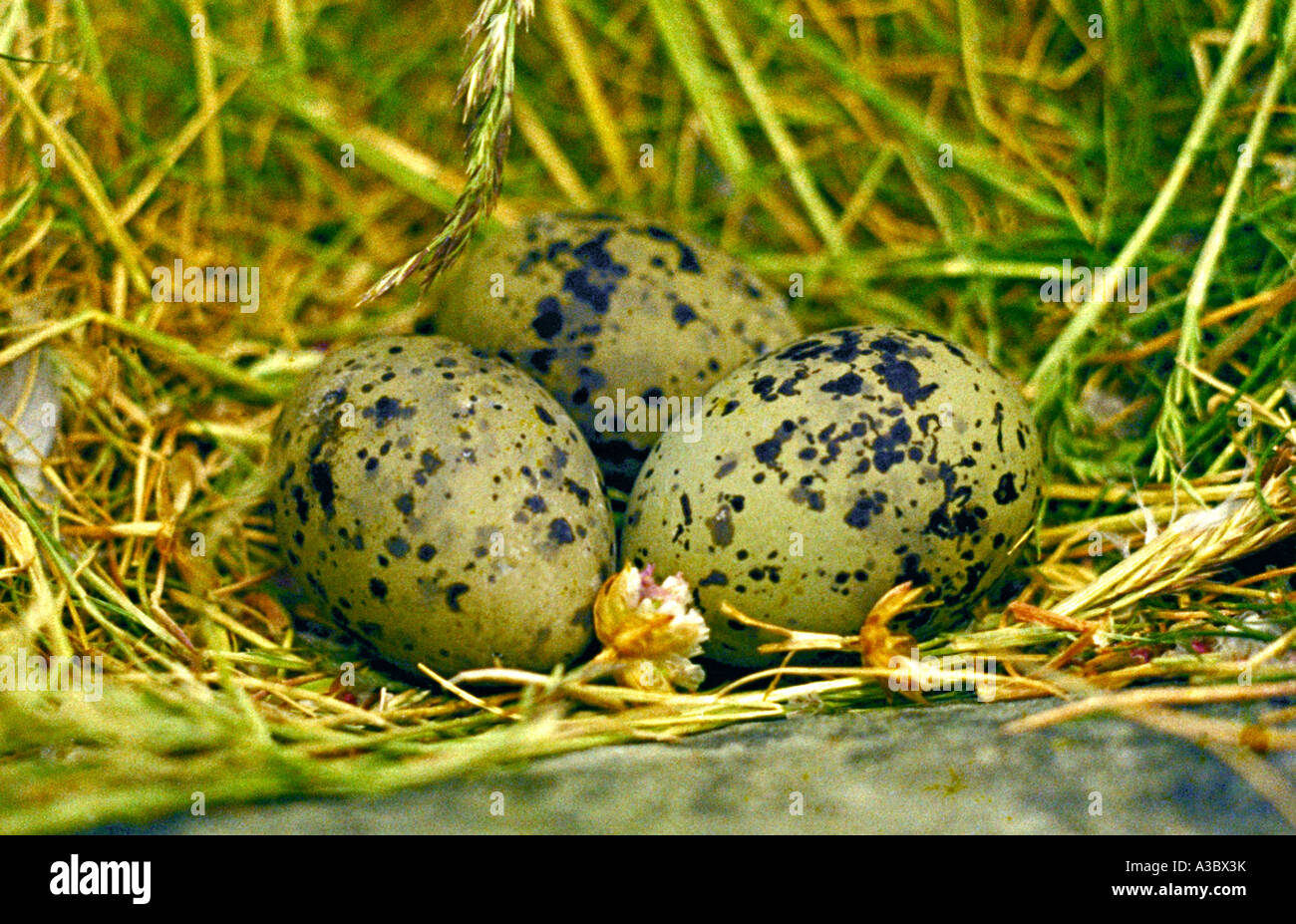 Nest and Eggs of the Common Tern, Sterna hirundo, Sternidae Stock Photo ...