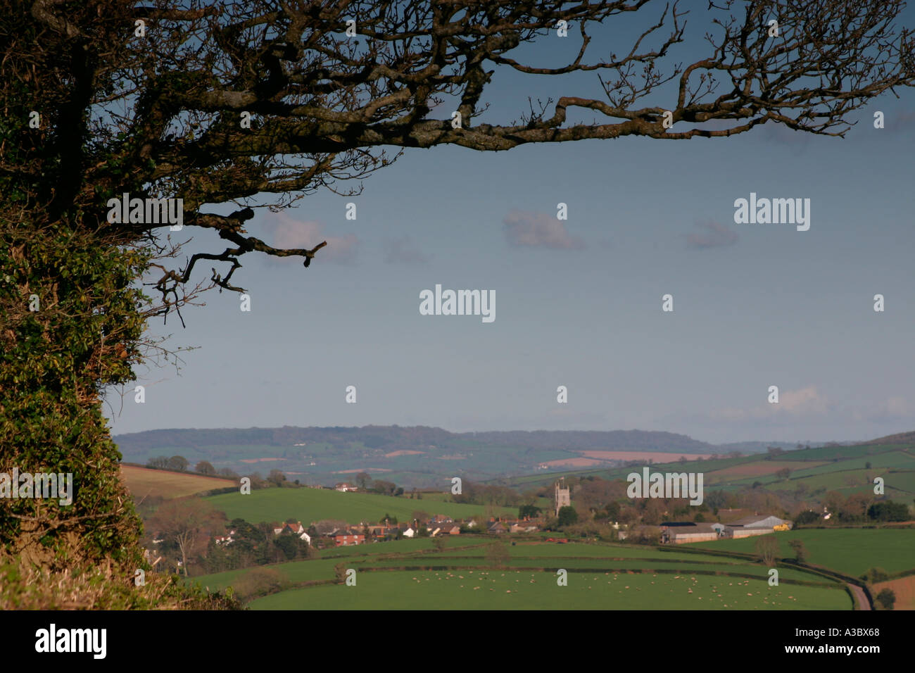 View beneath the branches of an ancient tree over Silverton Exe Valley ...