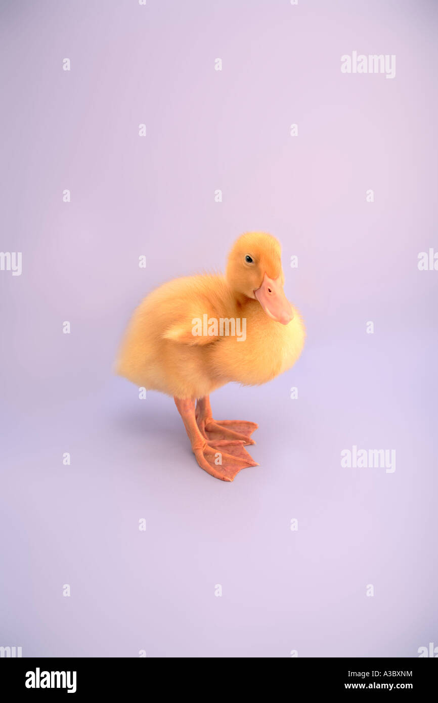 Yellow duckling on lavender background Stock Photo - Alamy
