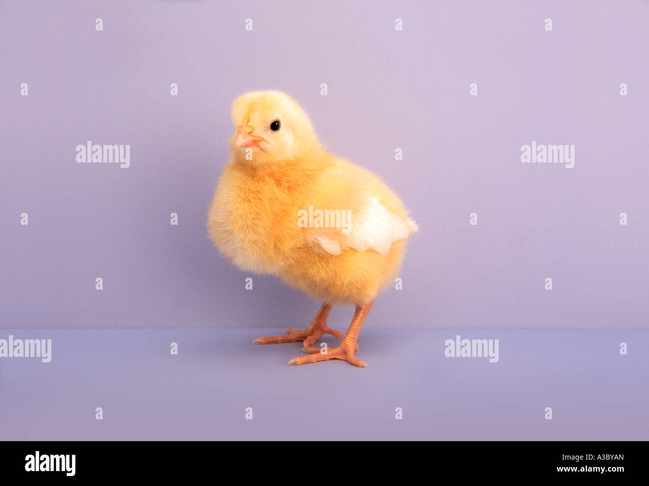 Yellow chick on lavender background Stock Photo - Alamy