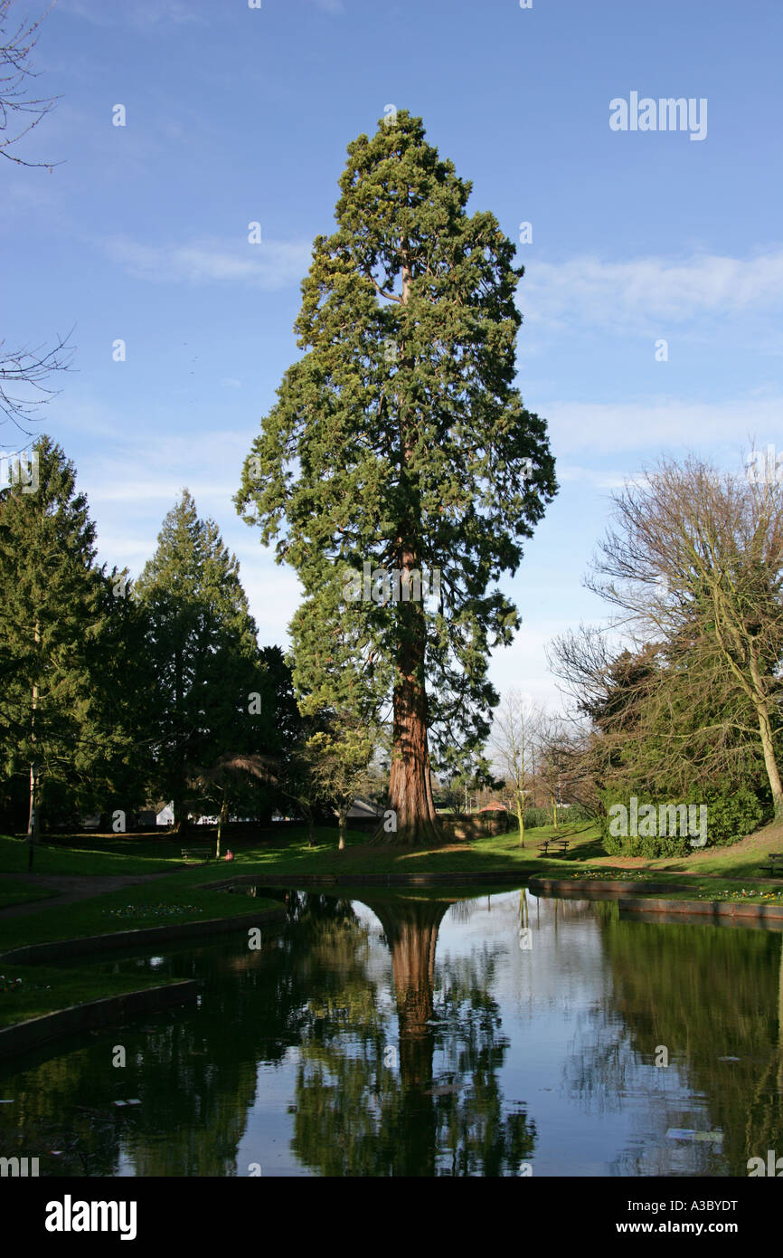 Giant Redwood Tree in Tring Memorial Gardens, Hertfordshire, UK Stock ...