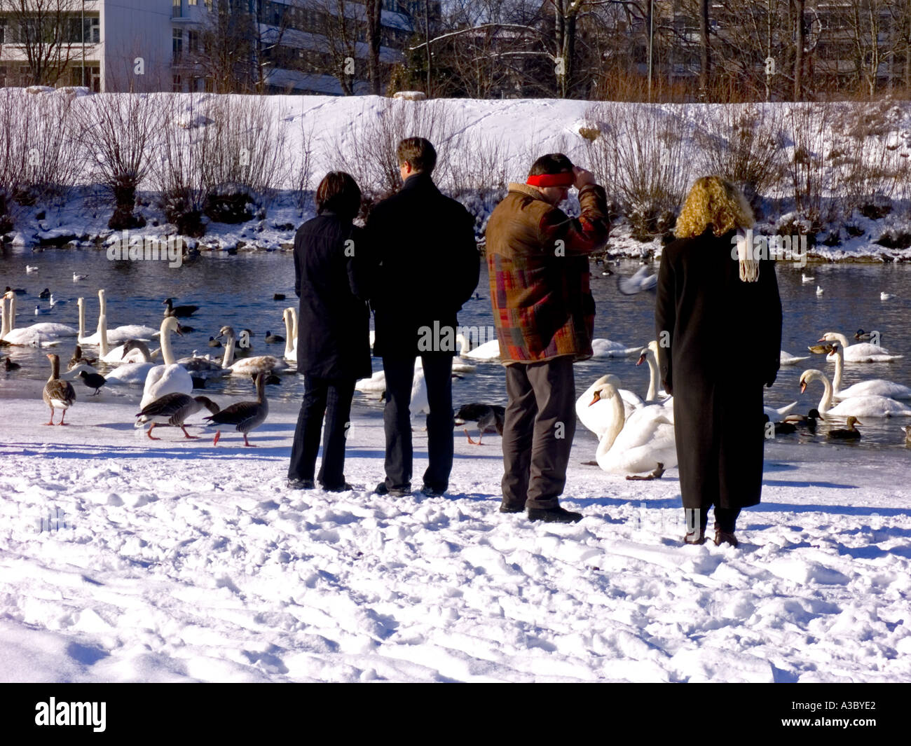 White swan water birds swimming in frozen lake deep winter, Nymphenburg ...
