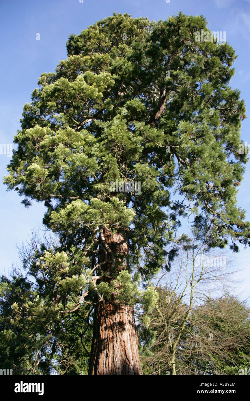 Giant Redwood Tree in Tring Memorial Gardens, Hertfordshire, UK Stock ...