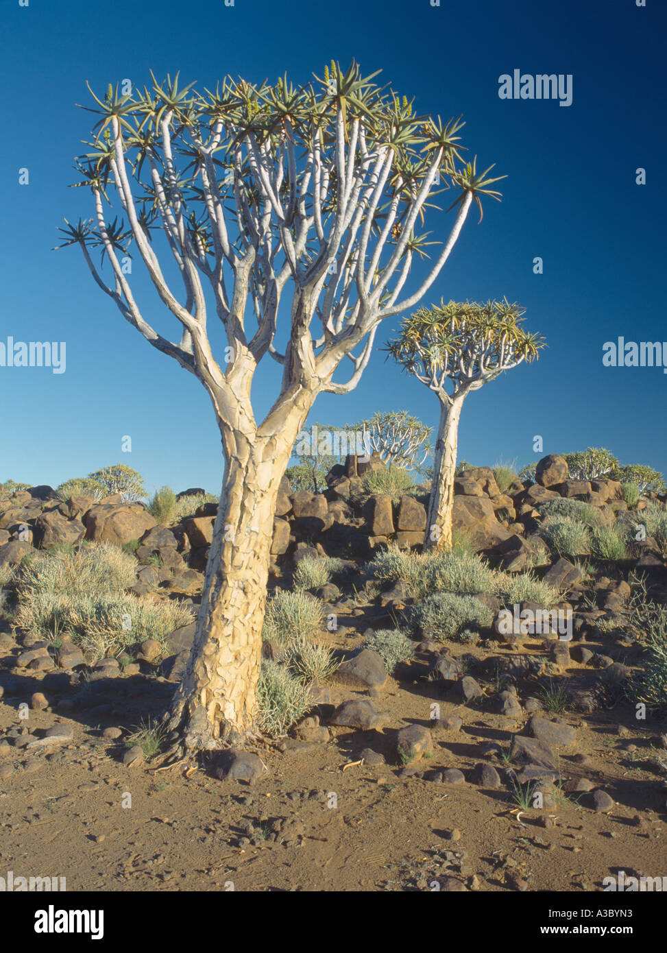 Korerboom hi-res stock photography and images - Alamy
