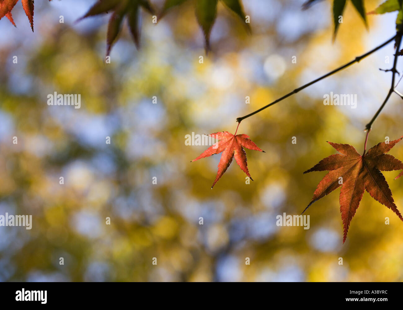 the maple season Stock Photo - Alamy