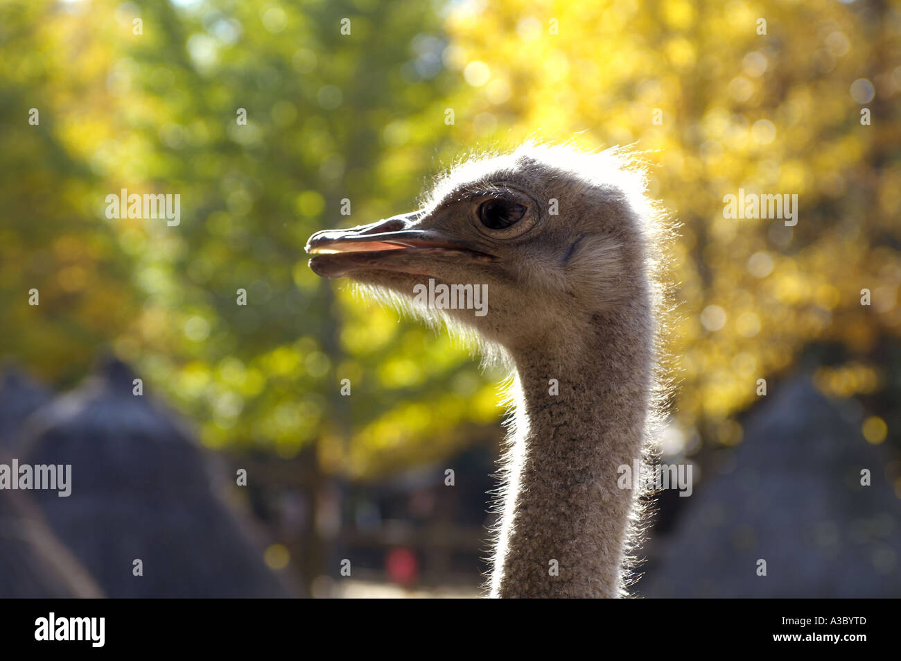 A head of Ostrich Stock Photo - Alamy