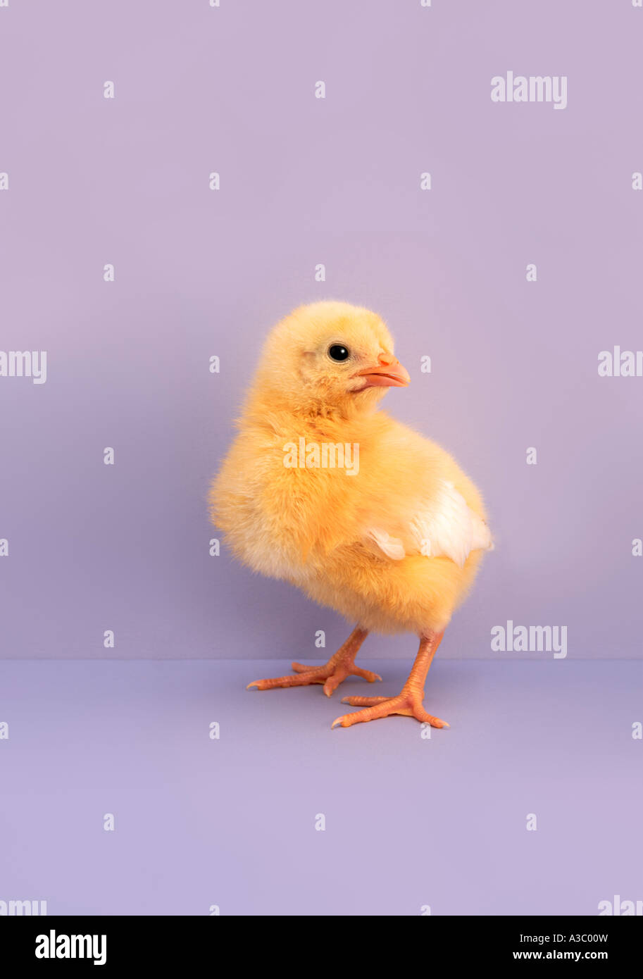 Chick on lavender background Stock Photo - Alamy