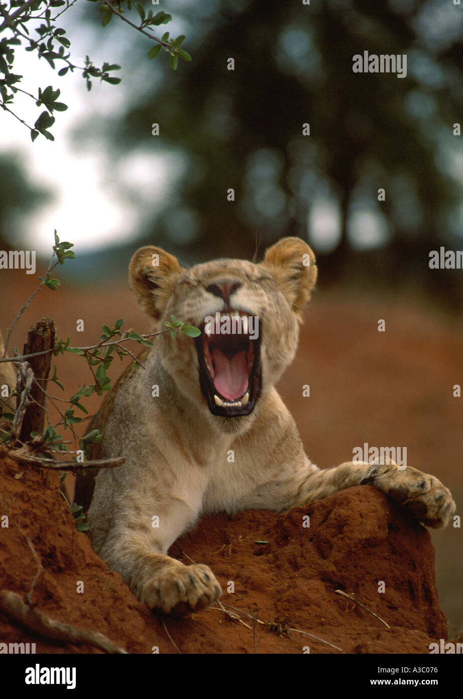 Kenya Safari with baby lion cub with teeth showing in roar Stock Photo ...