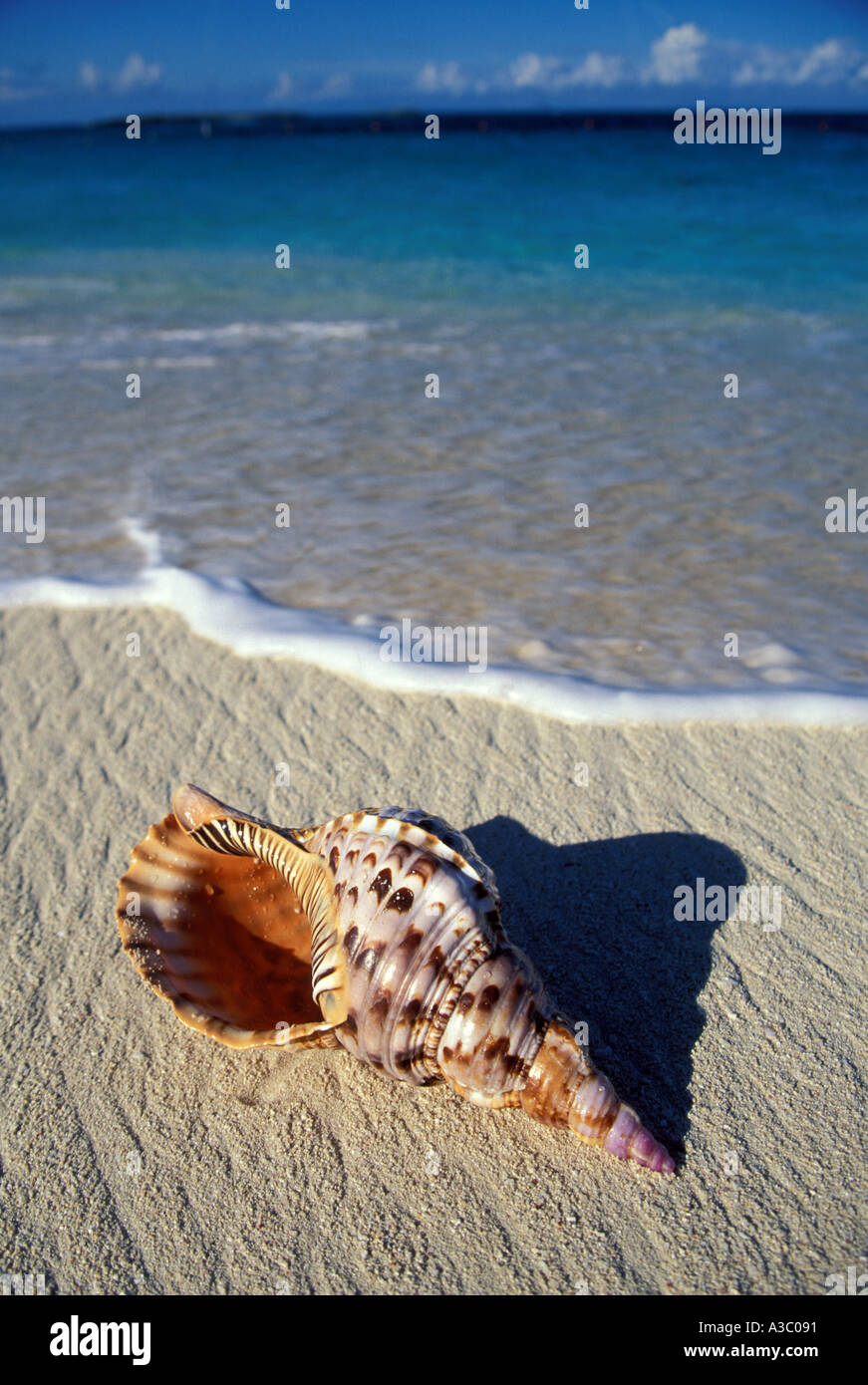 Triton shell on beach Stock Photo - Alamy