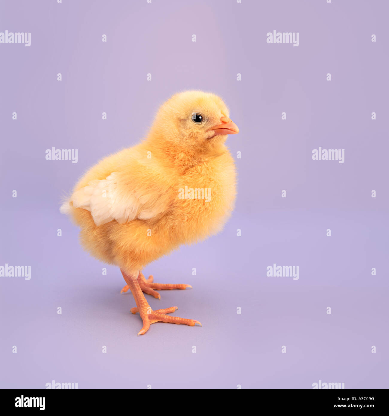 Chick profile on lavender background Stock Photo - Alamy