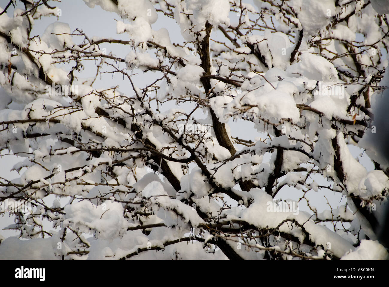 Winter's ice and snow turns dormant trees in nature's work of art Stock ...