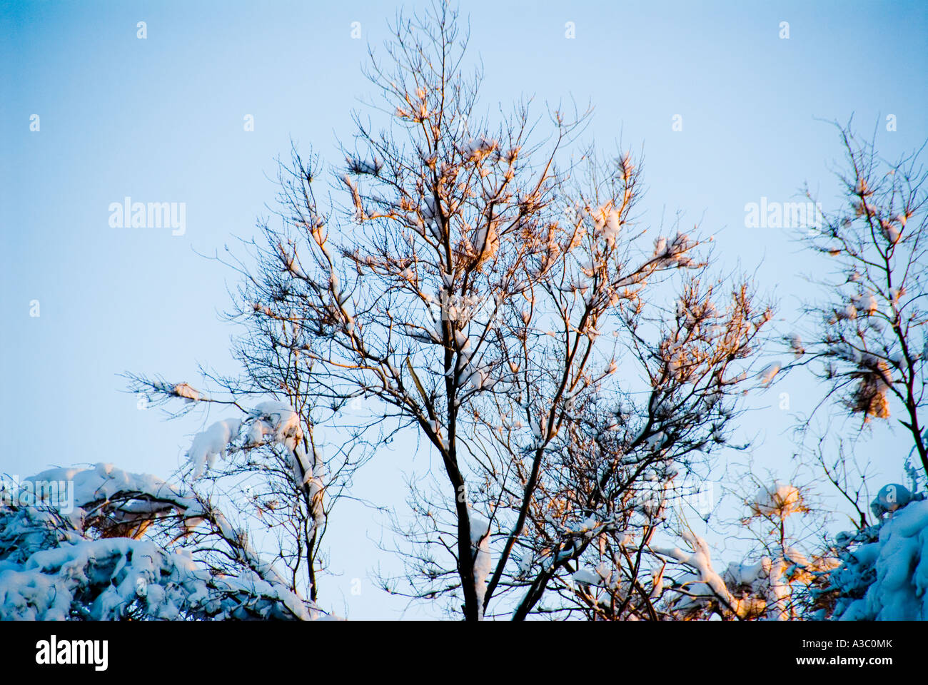 Winter's ice and snow turns dormant trees in nature's work of art Stock ...