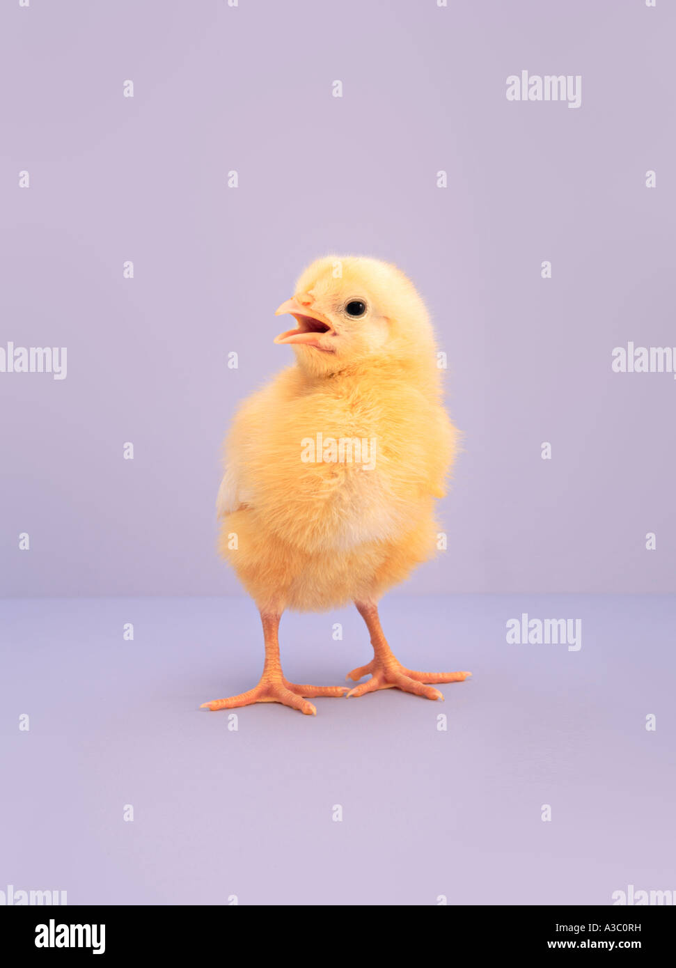 Baby chicken open mouth hi-res stock photography and images - Alamy