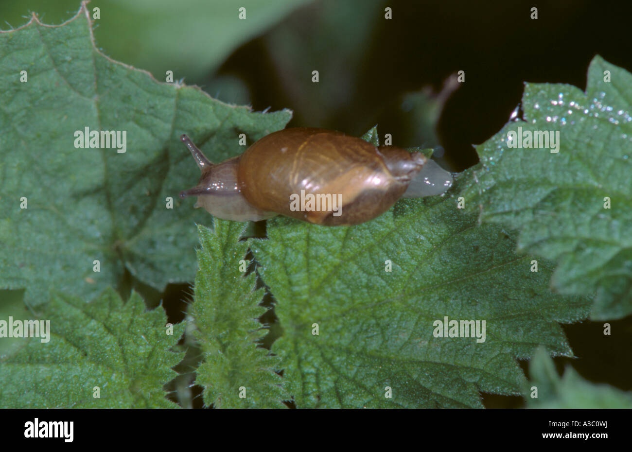 Lymnaeidae hi-res stock photography and images - Alamy