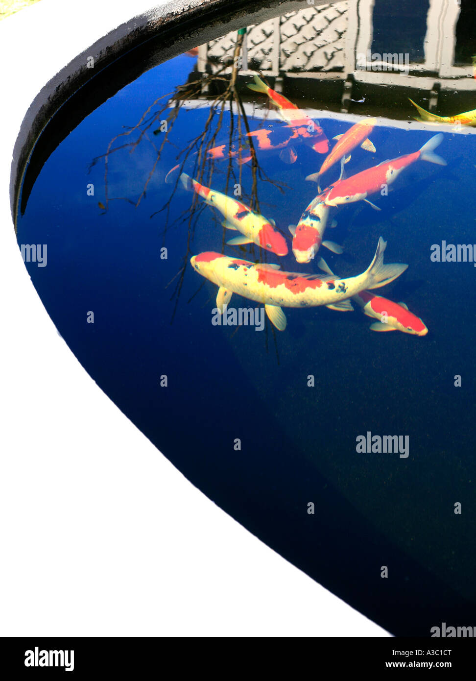 Koi carp hi-res stock photography and images - Alamy