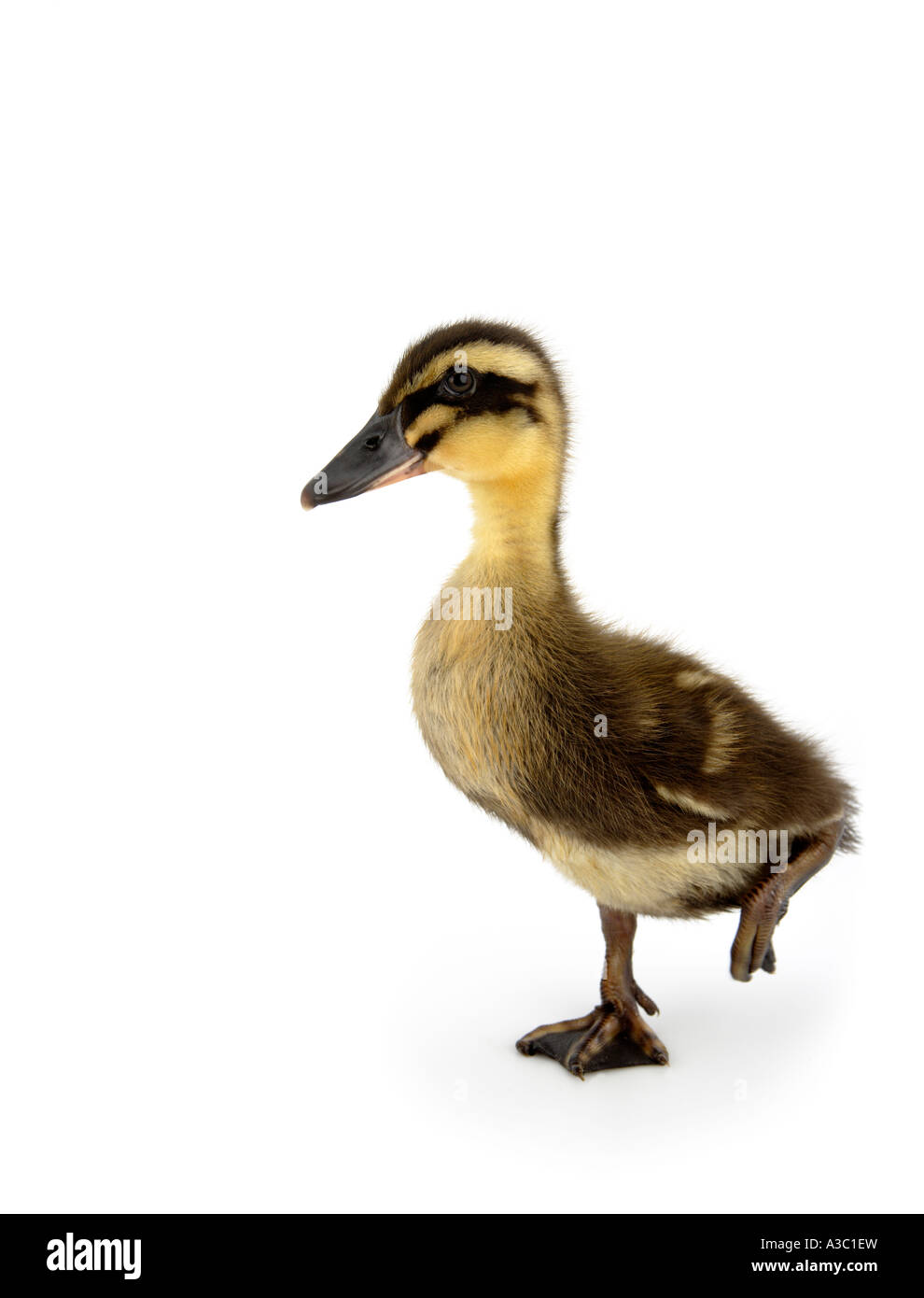 Mallard duckling standing on one leg on white background Stock Photo ...