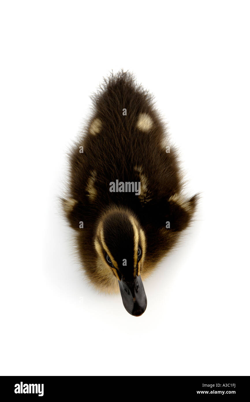 Top view of mallard duckling on white background Stock Photo - Alamy