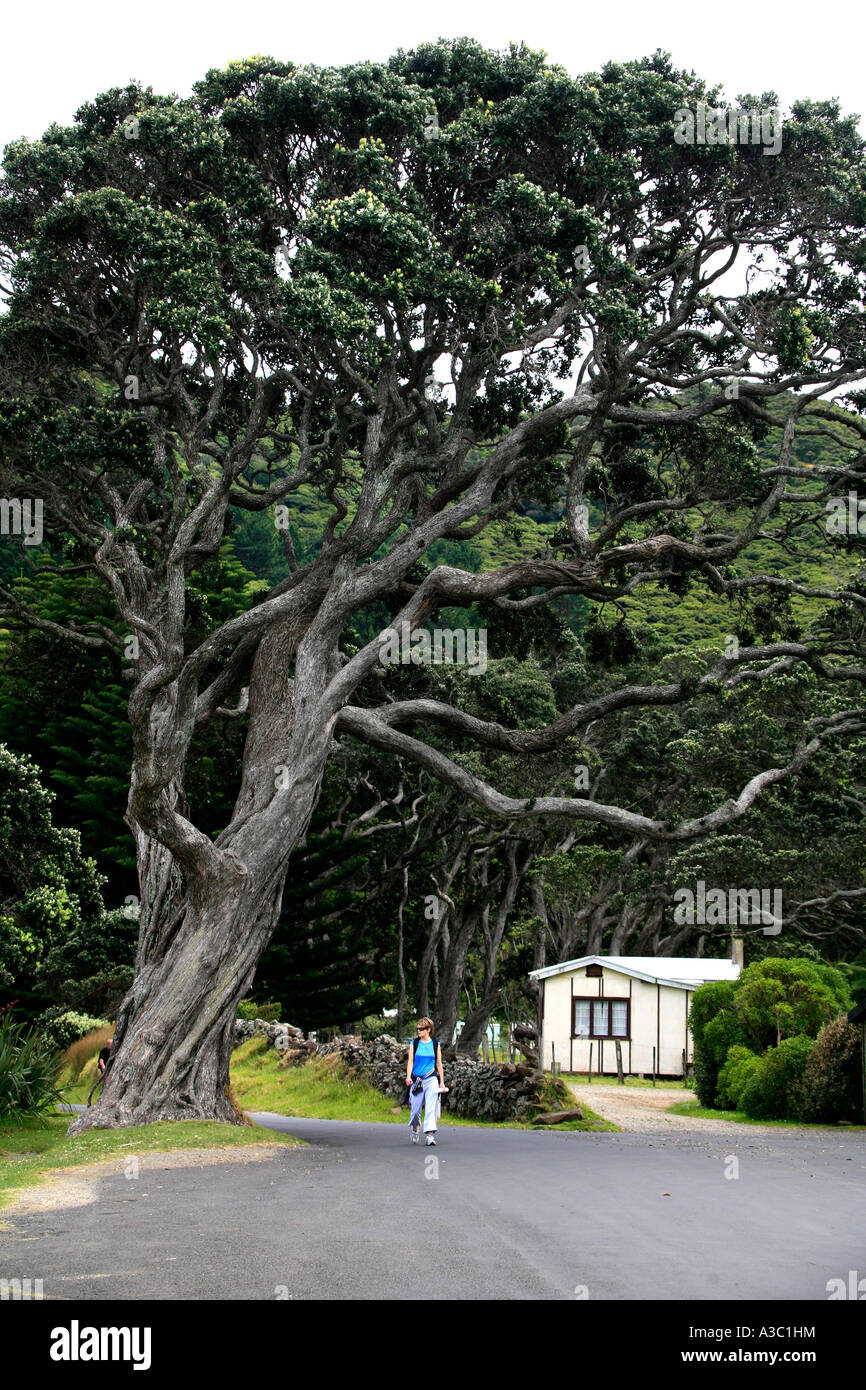 Old tree hi-res stock photography and images - Alamy