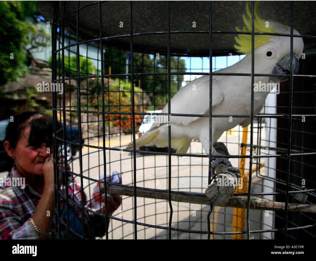 An Australian cockatoo in a cage Stock Photo - Alamy