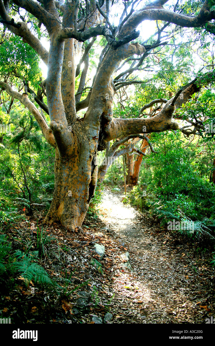 Manly Beach Sydney Trees Stock Photos & Manly Beach Sydney Trees Stock ...