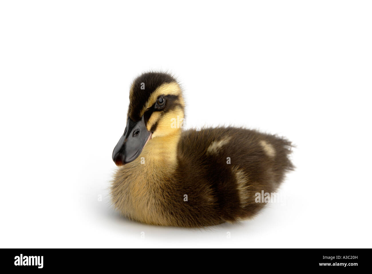 Mallard duckling sitting on white background Stock Photo - Alamy