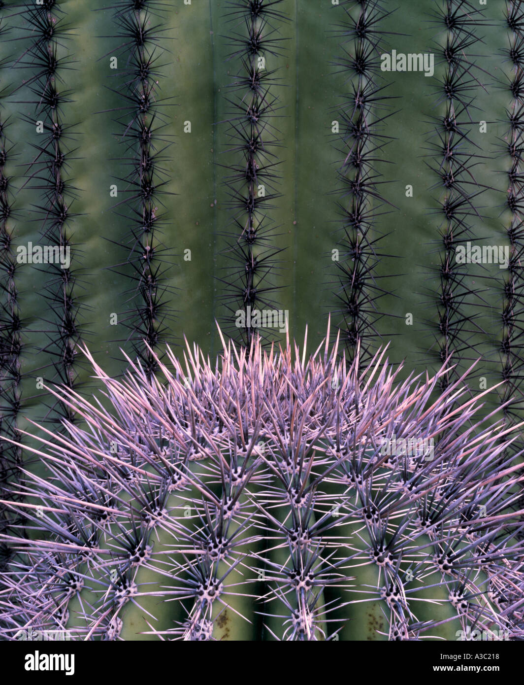 Close up of a Saguaro cactus plant of the cereus species taken in South ...