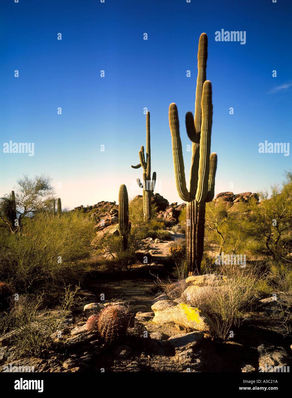 A Saguaro barrel cactus plant of the cereus species taken in South ...