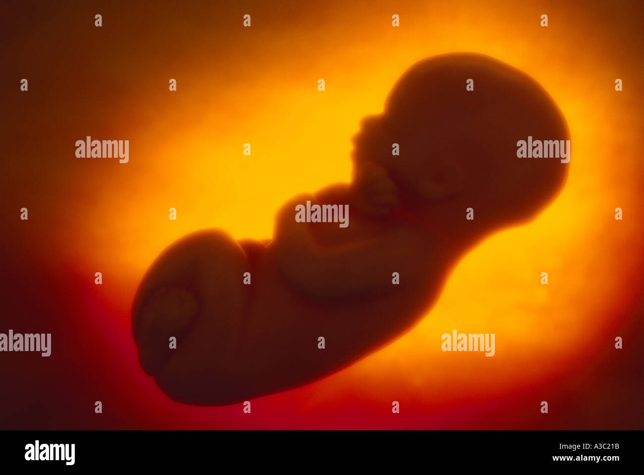 Silhouette of unborn fetus model on yellow lit background Stock Photo ...