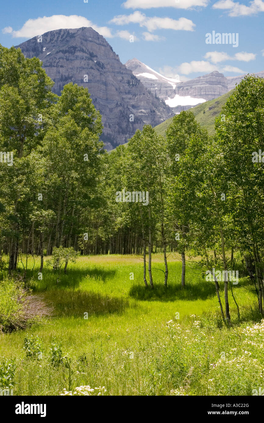 Summer alpine meadow below Mount Timpanogos in the Wasatch Mountains of ...