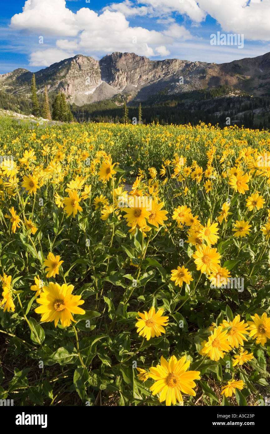 A high alpine meadow in summer showing a carpet of colorful mountain ...
