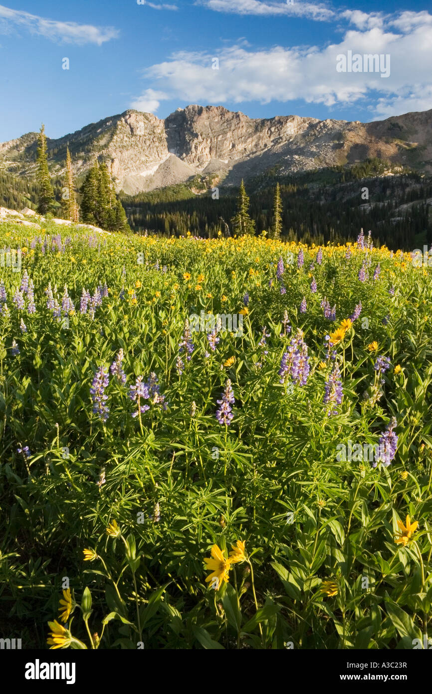 A high alpine meadow in summer showing a carpet of colorful mountain ...