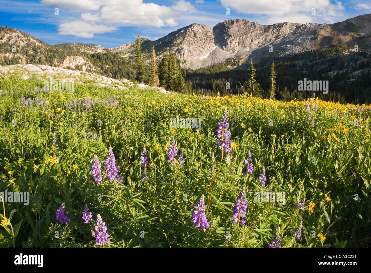 A high alpine meadow in summer showing a carpet of colorful mountain ...