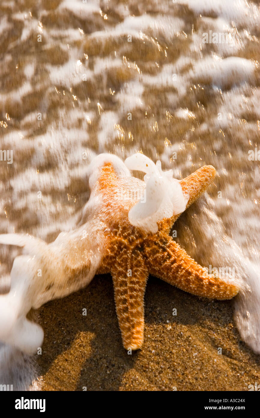 Starfish on a sandy beach with the foam of an approaching wave Stock ...