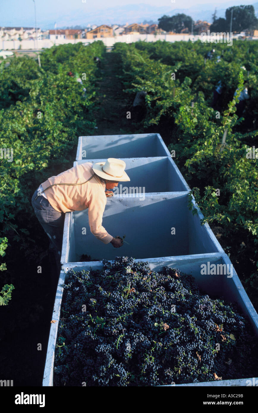 A grape picker picking through and harvesting grapes at Mirassou Winery ...
