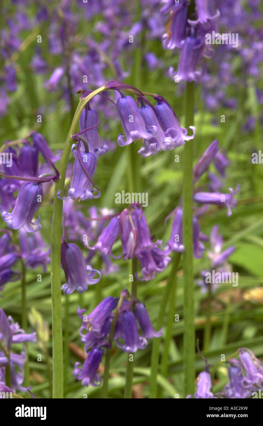 Wild Blue Bells in a Hampshire Woodland Stock Photo - Alamy