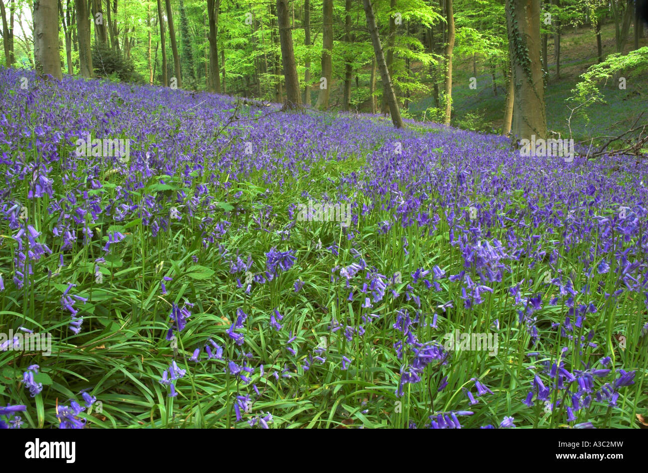 Blue Bell Wood in a Hampshire Woodland Stock Photo - Alamy