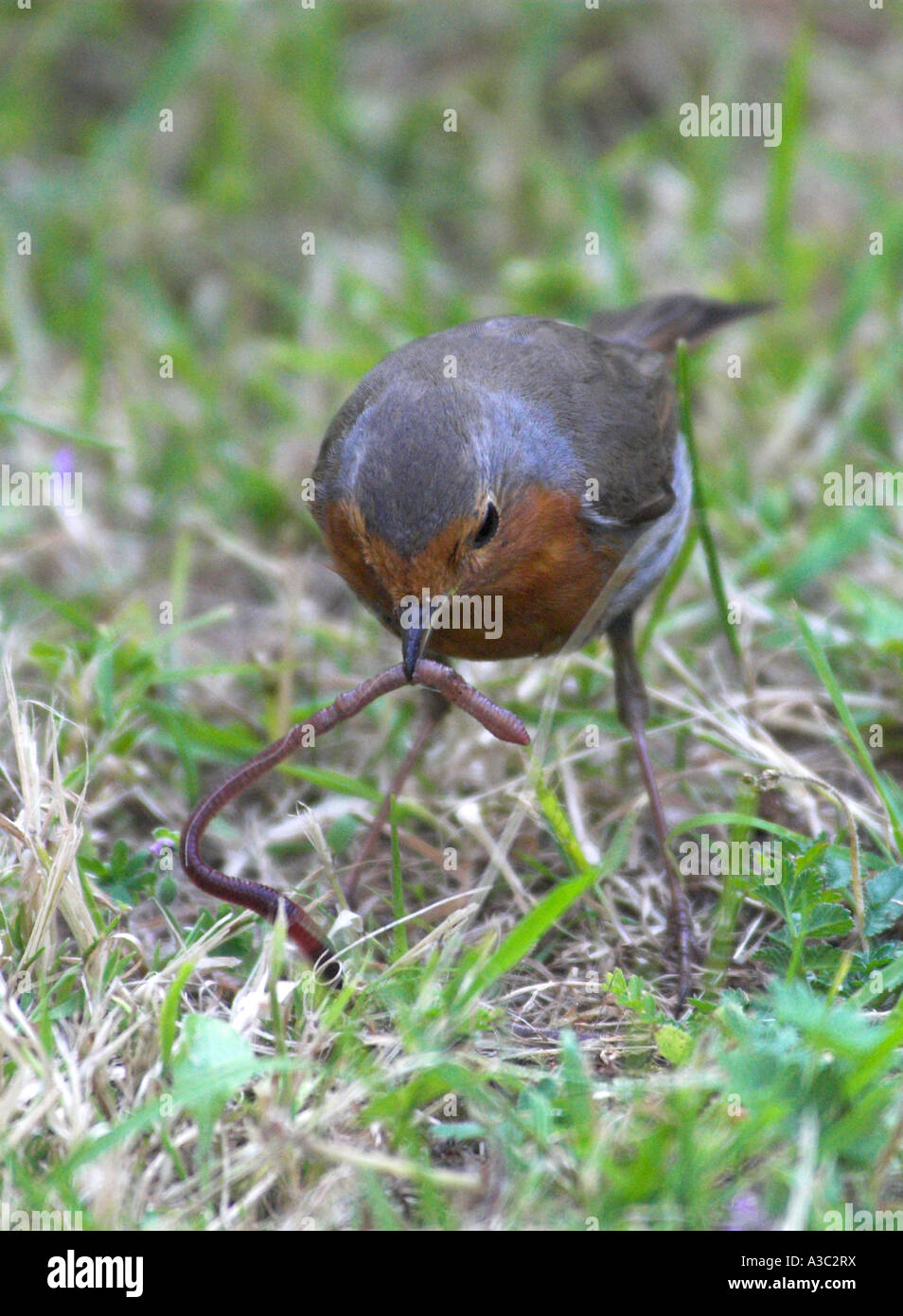 Robin bird eat worm hi-res stock photography and images - Alamy