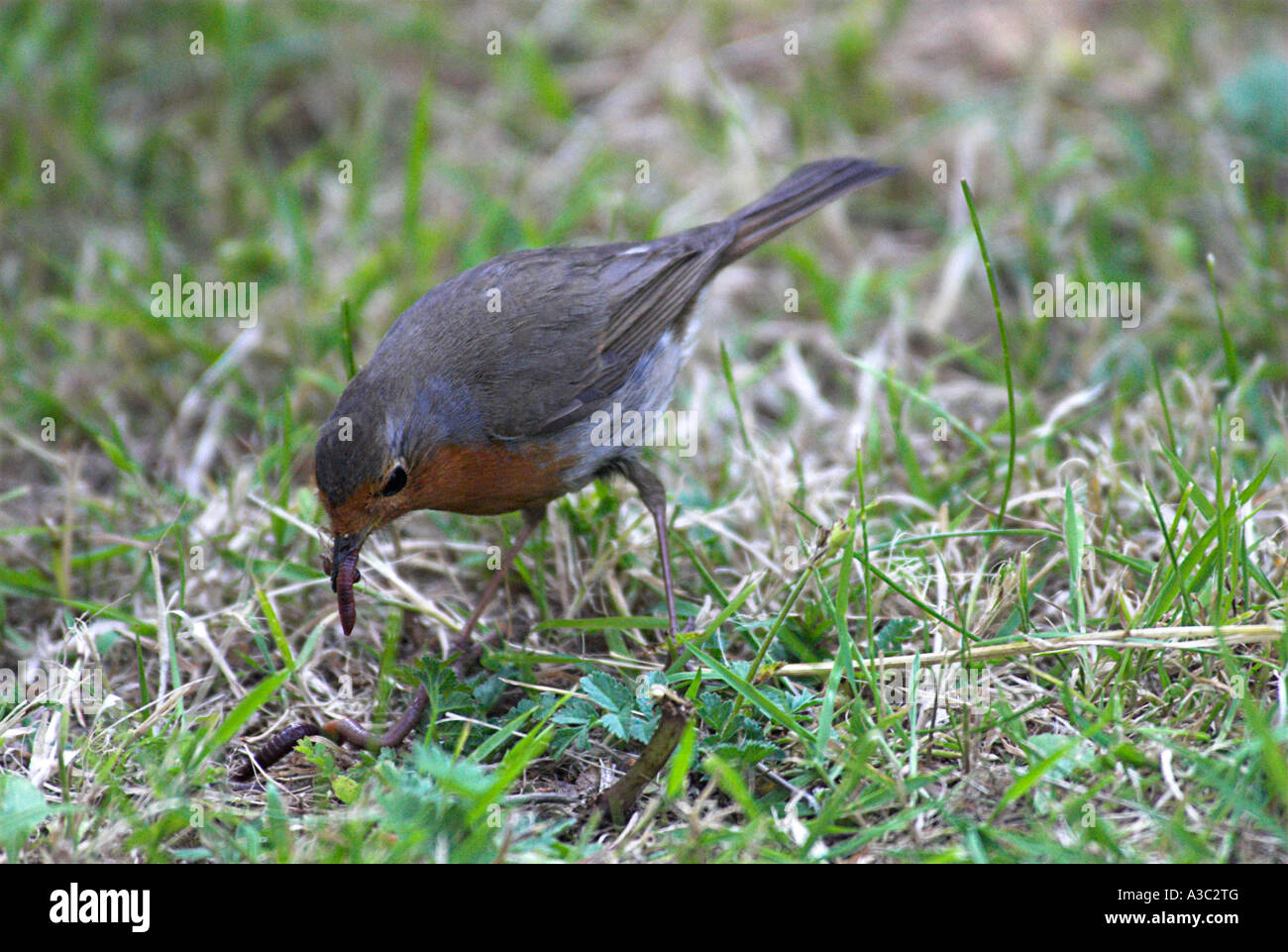 Robin Eating a Worm Stock Photo - Alamy