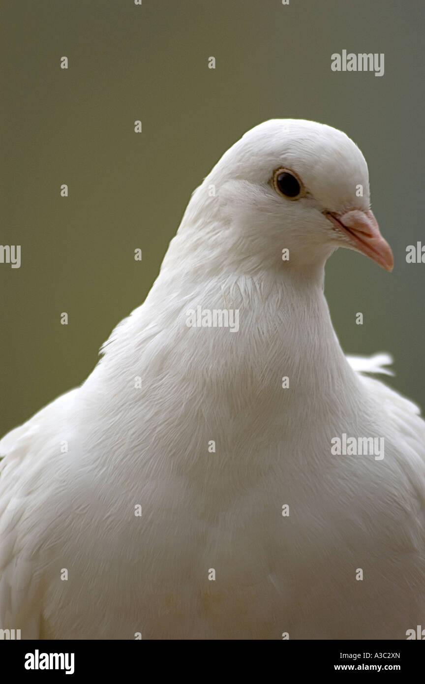 White dove uk hi-res stock photography and images - Alamy