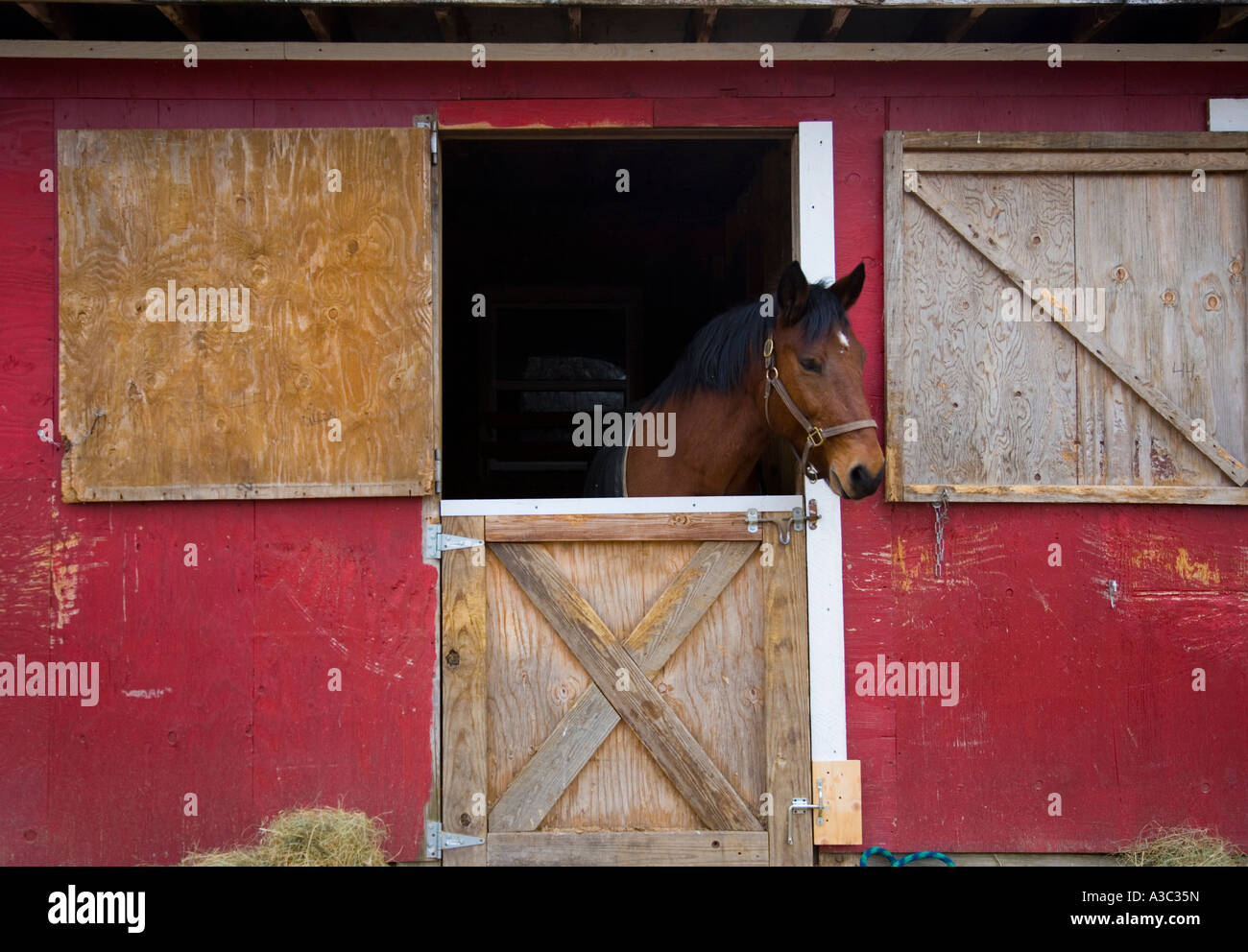 Horse in a stall Stock Photo - Alamy
