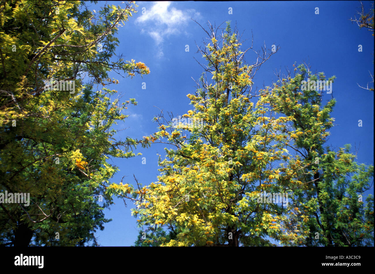 special forest landscape Stock Photo - Alamy
