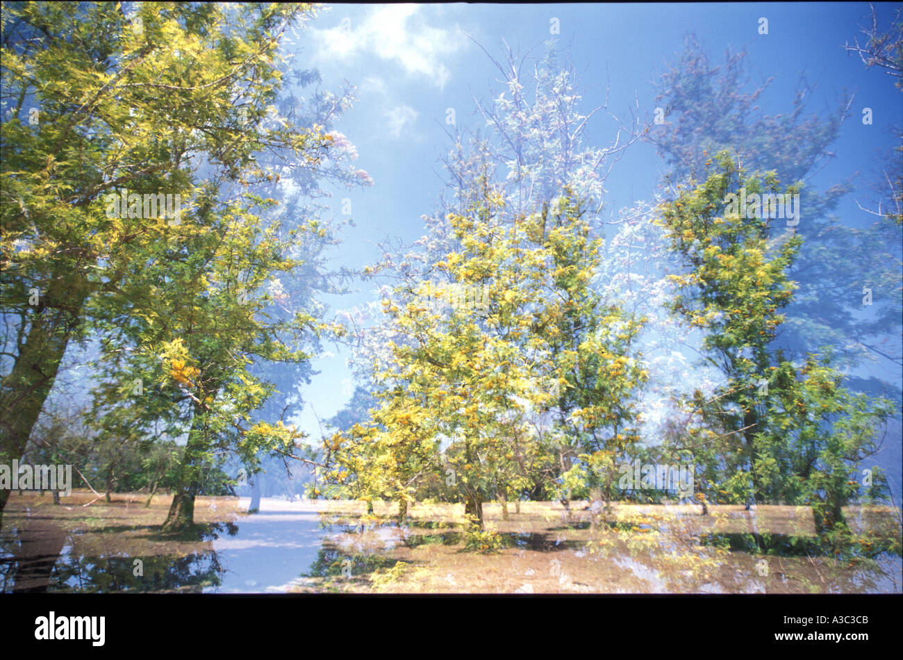 Special forest vegetation reserve hi-res stock photography and images ...