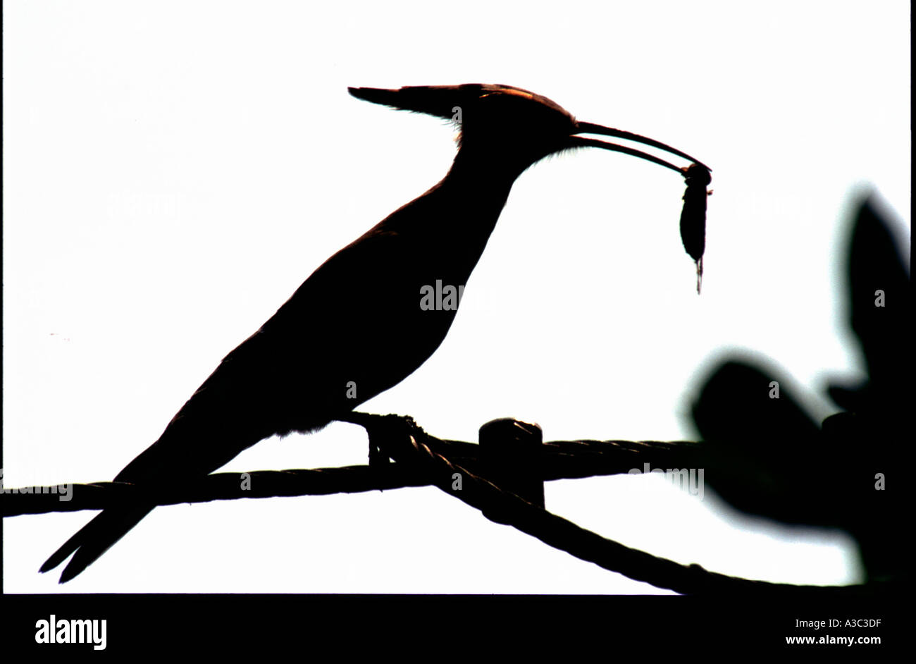 amazing shoot of bird kingfisher eat eating bug Stock Photo - Alamy