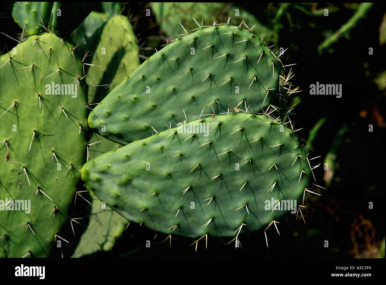 plant thorn bush Stock Photo - Alamy