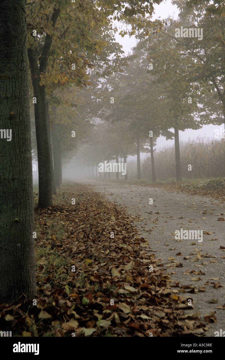 Mist street hi-res stock photography and images - Alamy